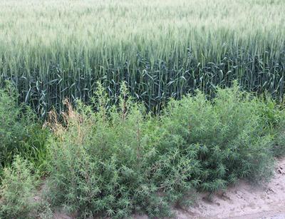 Note: Suddenly, it's summer — fire up that weed trimmer | Magazine ...