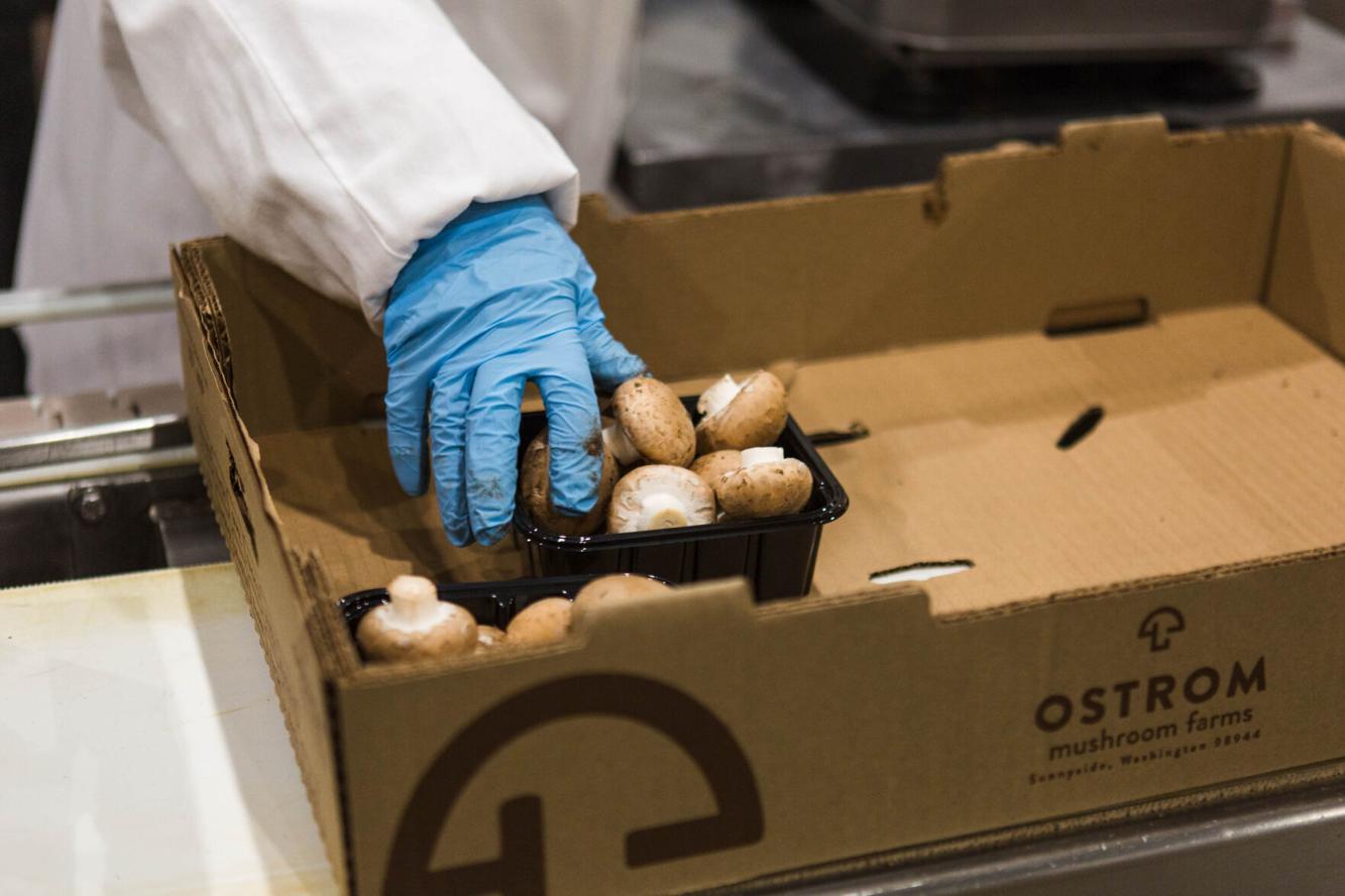 Windmill Farms buys Ostrom Mushroom Farms in Sunnyside | Lower Valley ...