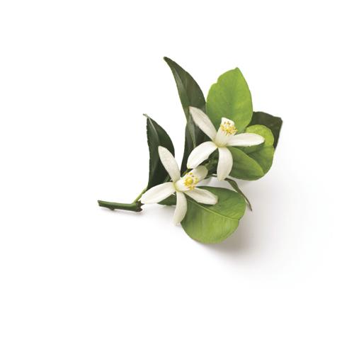 Master Gardener: Growing Citrus this Winter | Home And Garden ...