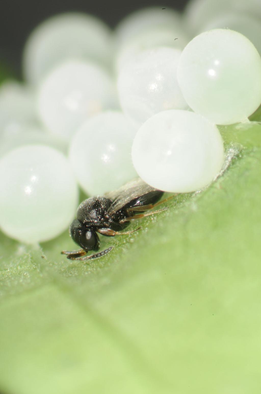 brown stink bug eggs