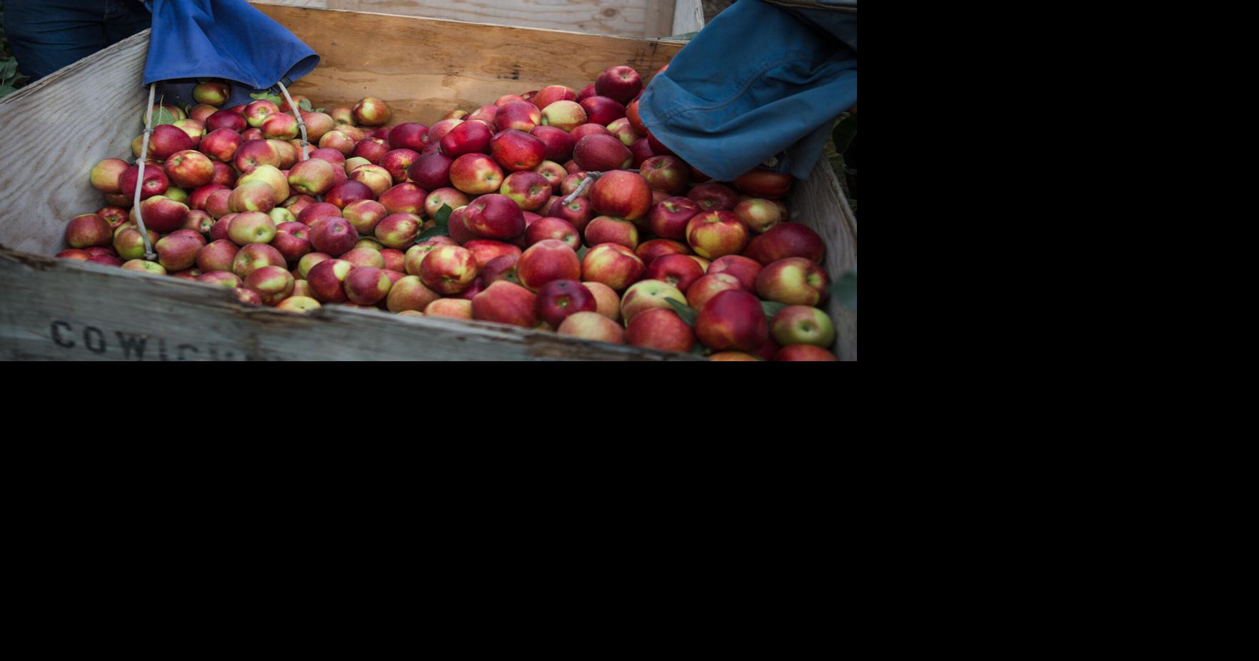 Hundreds of fruit packers in Washington and Oregon take union vote this ...