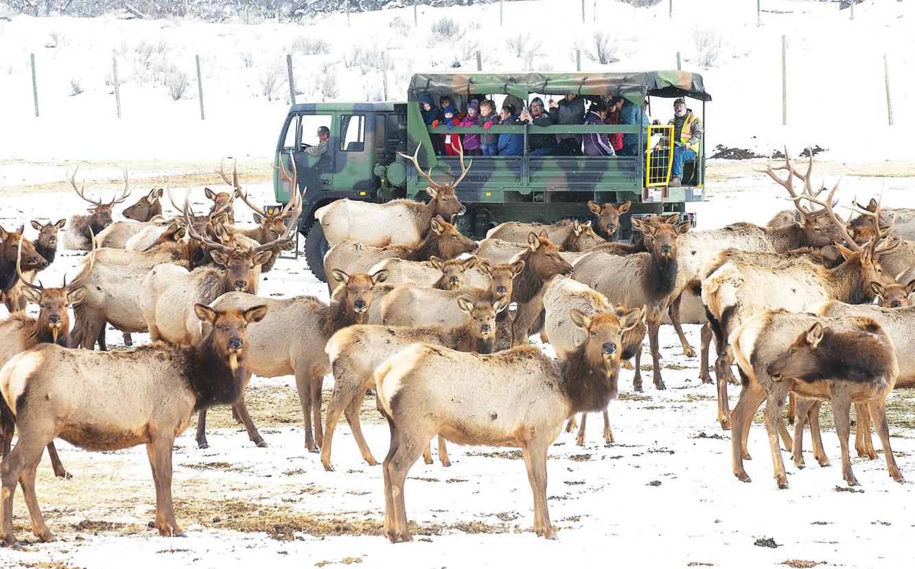 Winter’s hay days: Elk return to Oak Creek feeding station | Local ...