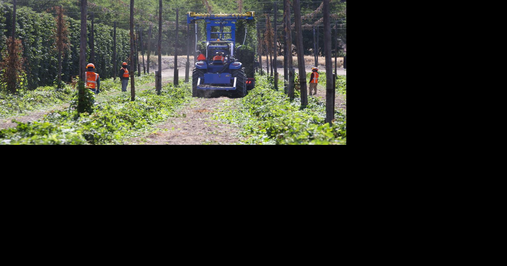 PHOTOS: Hop harvest at CLS Farms in Moxee | News Photos | yakimaherald.com