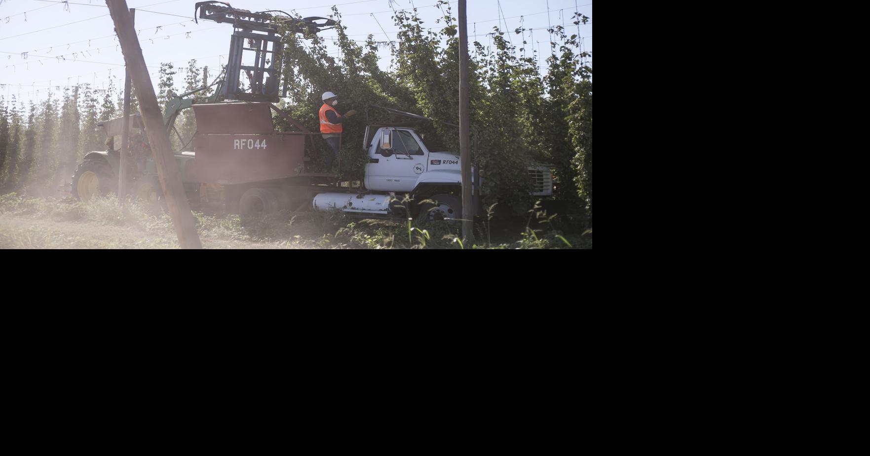A saturated hop market prompts layoffs at Roy Farms in Moxee | Business ...