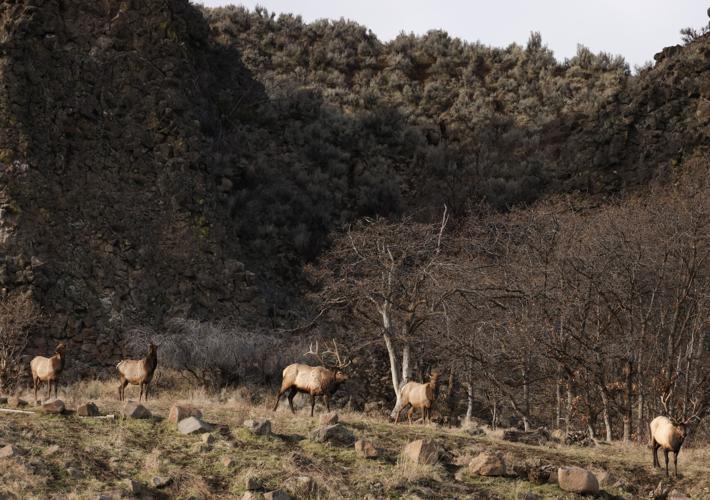Elk feeding underway for thriving Yakima herd | Outdoors | yakimaherald.com