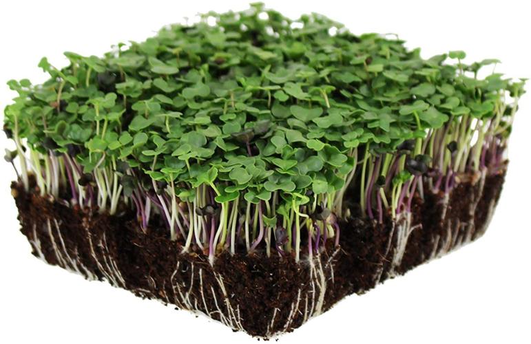 In the Garden: Microgreens are a winter salve | Home And Garden ...