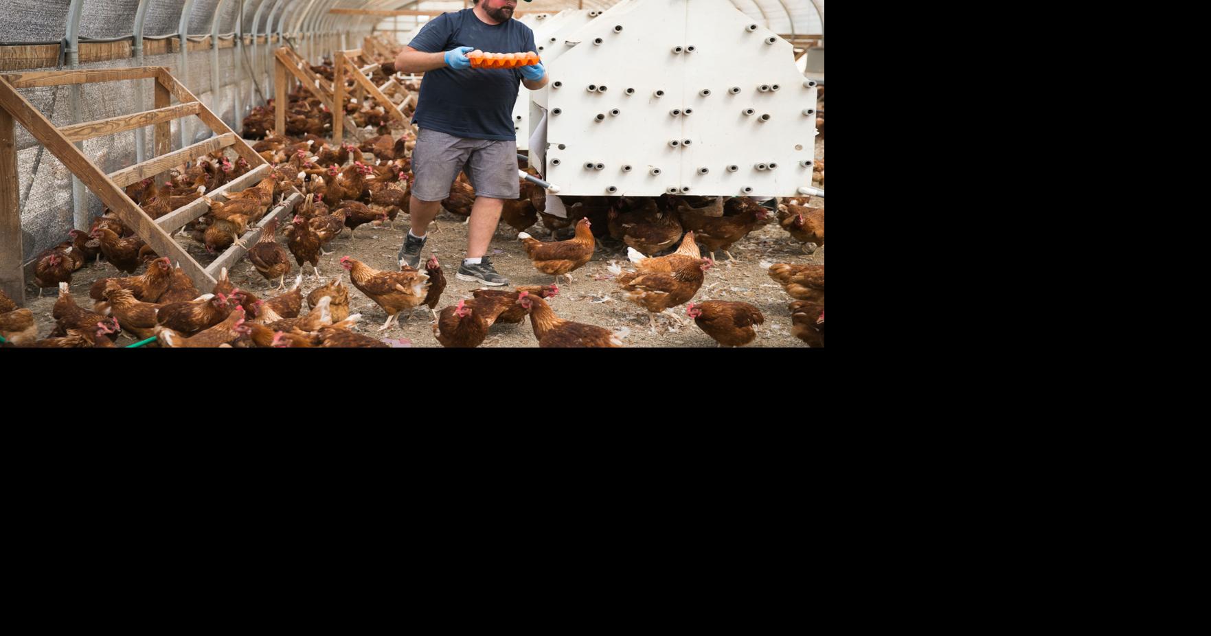 Risk Takers: Wapato farmers go the free-range route | Local ...