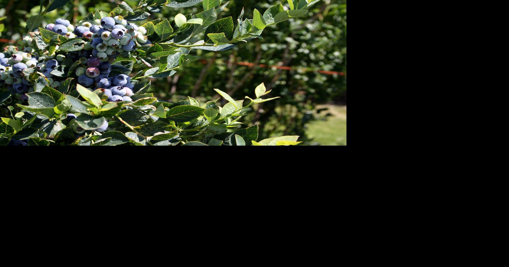 Yakima County Master Gardeners: Growing berries, Part II ...