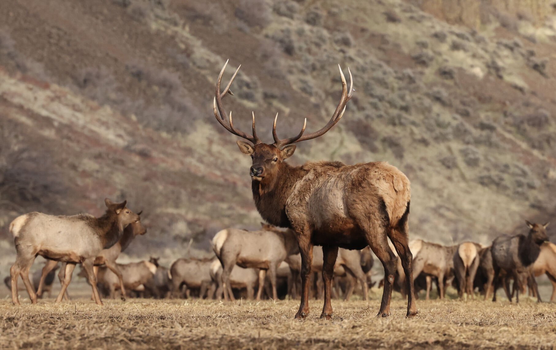 Elk feeding underway for thriving Yakima herd | Outdoors | yakimaherald.com