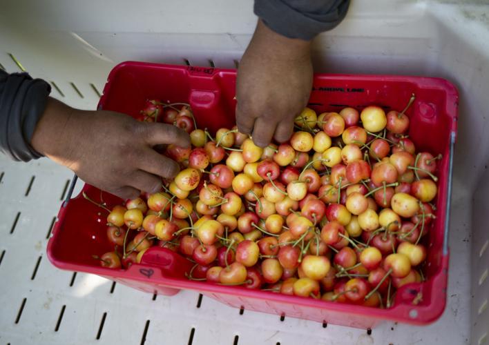 Yakima Valley cherry growers scrambling to cope with unprecedented heat ...