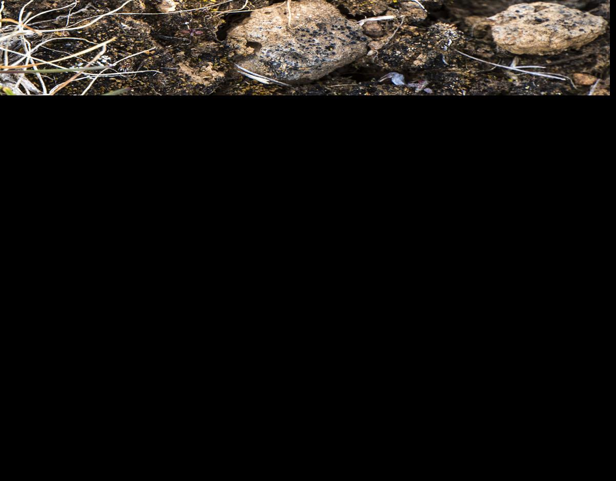 Master Gardener: Wildflowers of the Cowiche Canyon Conservancy ...