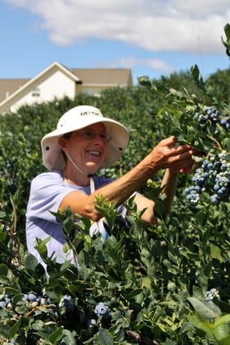 Summer is the sweet harvest season for blueberry-growing couple in ...