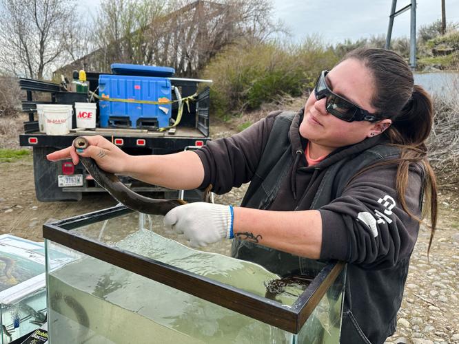 Wiggling Pacific lamprey get help with Yakima River journey | Explore ...