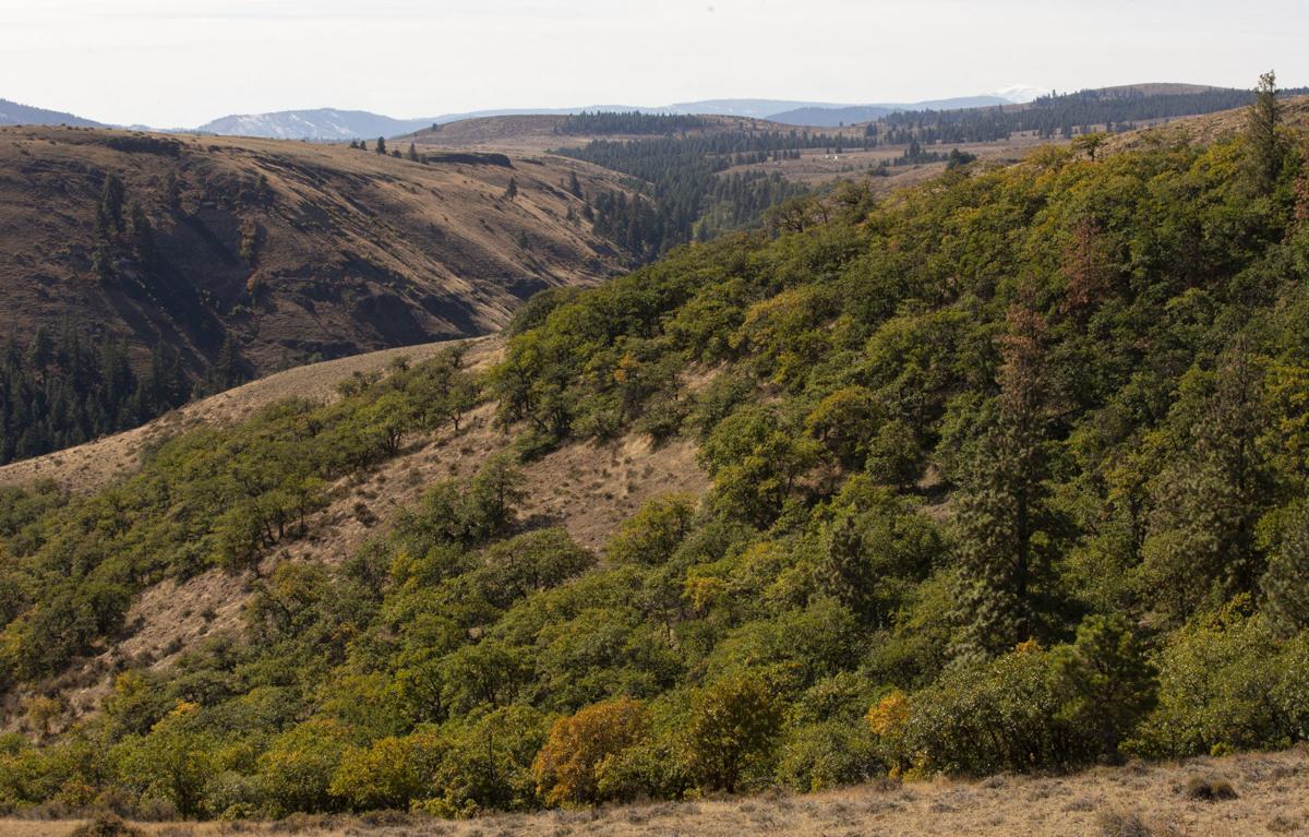 SHARING NATURE: WDFW purchase offers new land for hunting and other ...