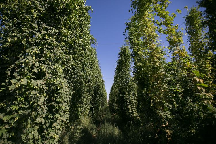 Photos: First week of hops harvest in Moxee | Photos and Videos ...
