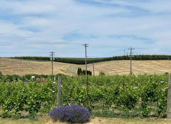 Pedal, sip, repeat: Wine tasting with Kickstand Tours in Walla Walla ...