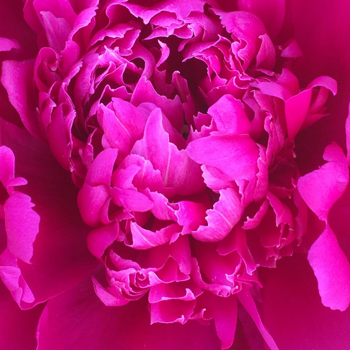 Master Gardener: Four Generations Bloom at Adeline's Peonies | Home And ...