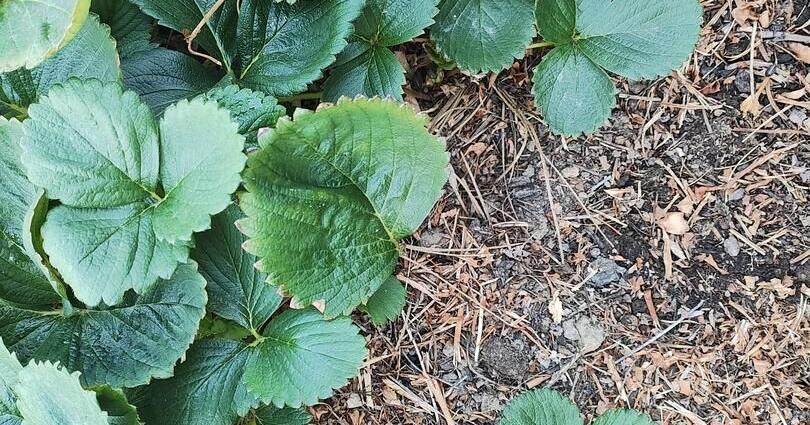 Yakima County Master Gardeners: Propagating new strawberry plants ...