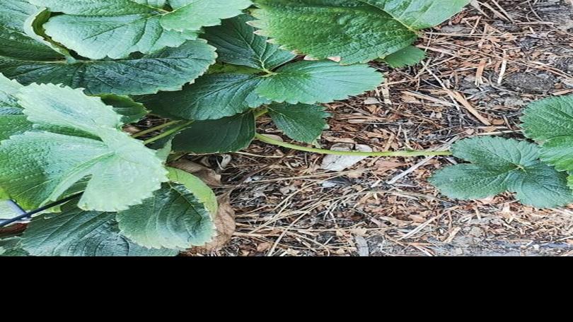 plant runners examples