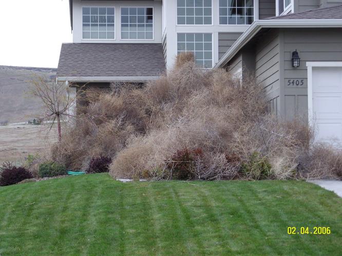 Tumbling tumbleweeds: Western icon also can be an unwelcome guest ...