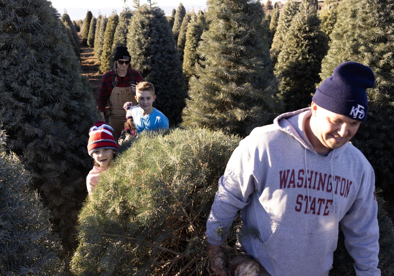 Christmas tree options abound in the Yakima Valley from cut-your-own to ...