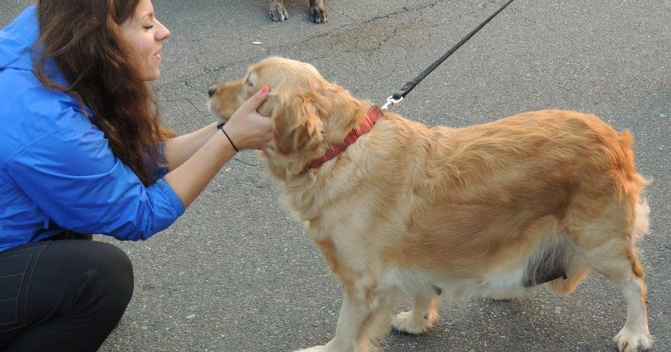 Pawsitive Alliance receives grant to help low-income pet owners in ...