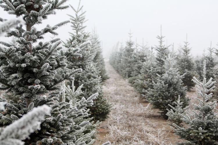 Popularity of customer-cut Christmas trees brought an early end to ...