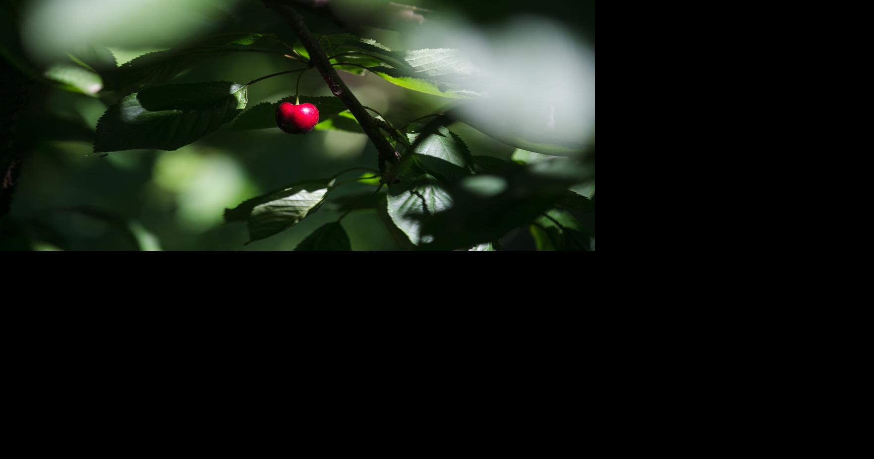 WA cherry growers hope for better 2023 season after bad weather and ...