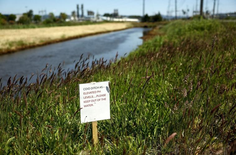 Longview dead fish count grows eightfold after pulp mill disaster ...