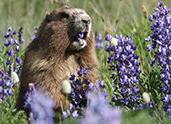 Washington Department of Ecology deploys marmot to lead anti-litter ...