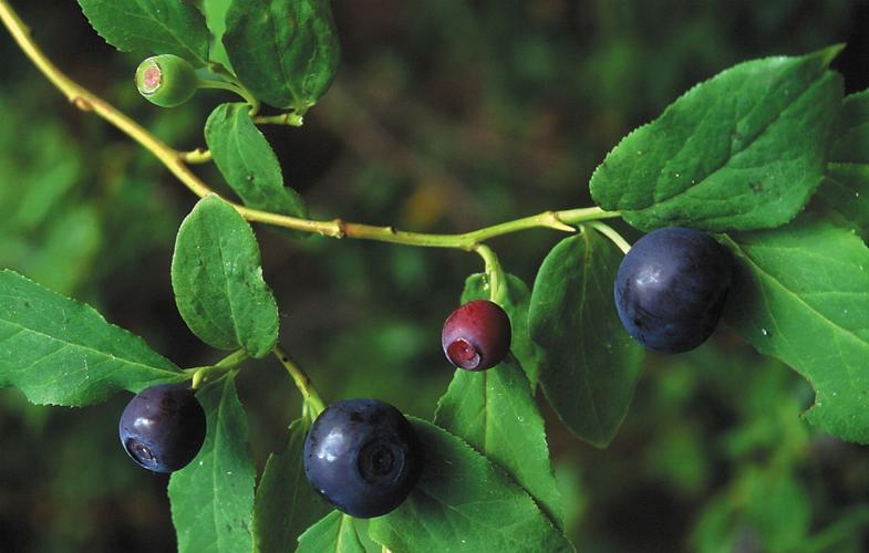 No commercial huckleberry season this year near Mount Adams | Local ...