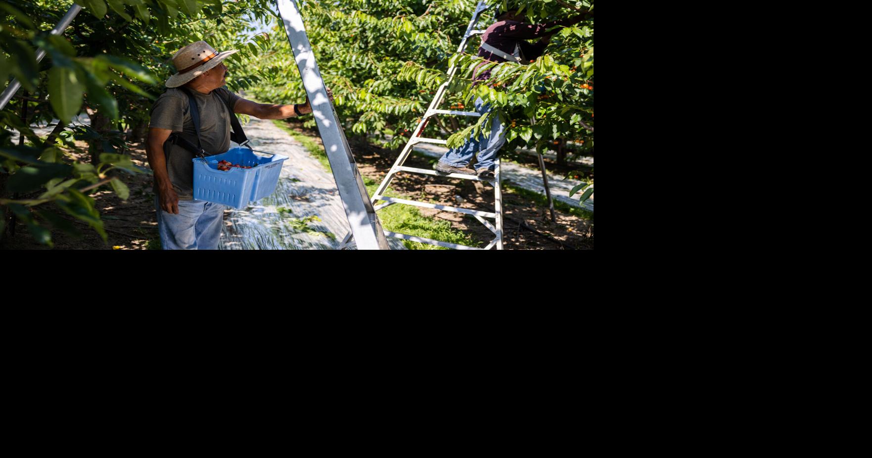 Cherry harvest at Barrett Orchards | | yakimaherald.com