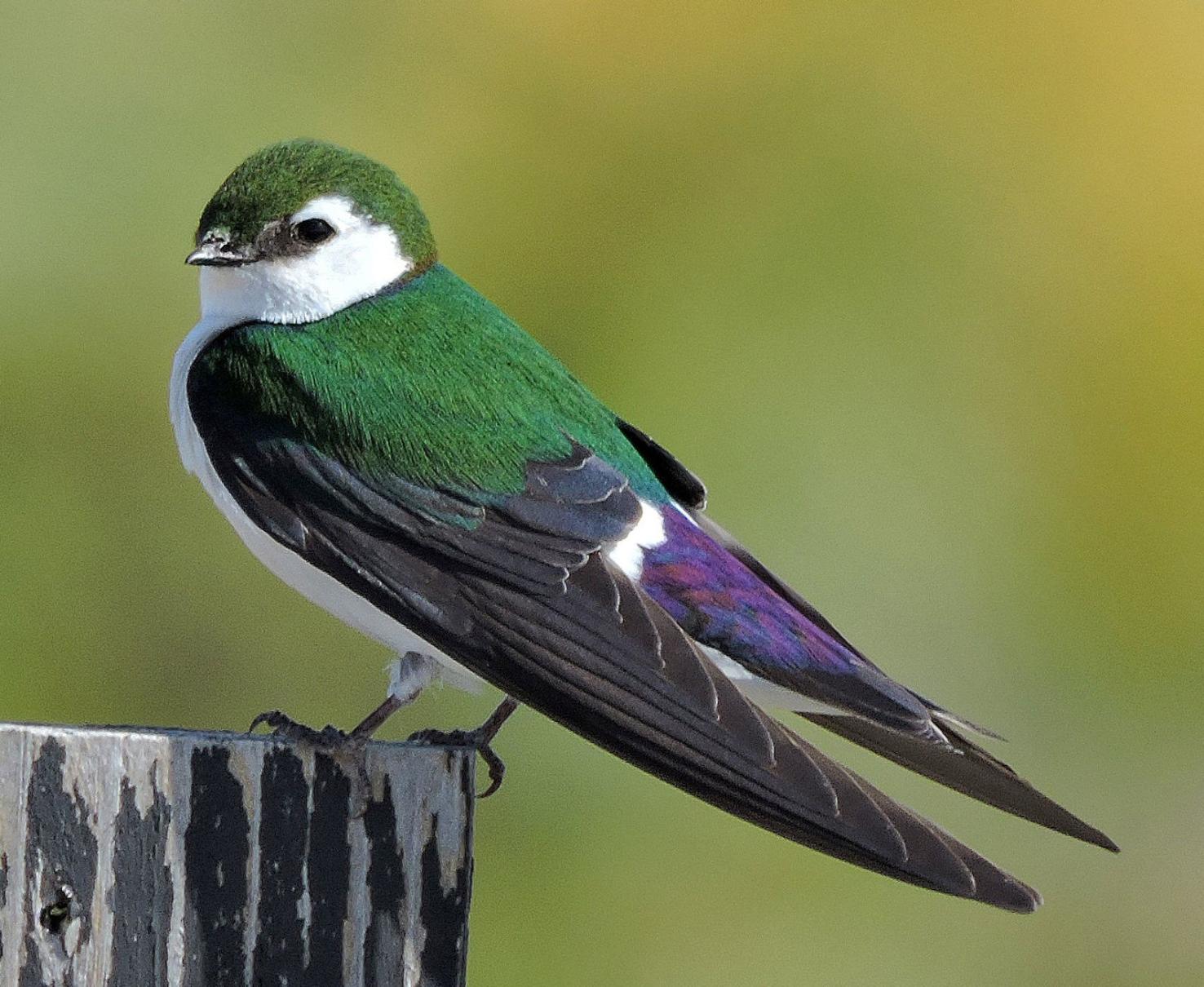 Wildlife Moment: Violet-green swallow is an early harbinger of spring ...