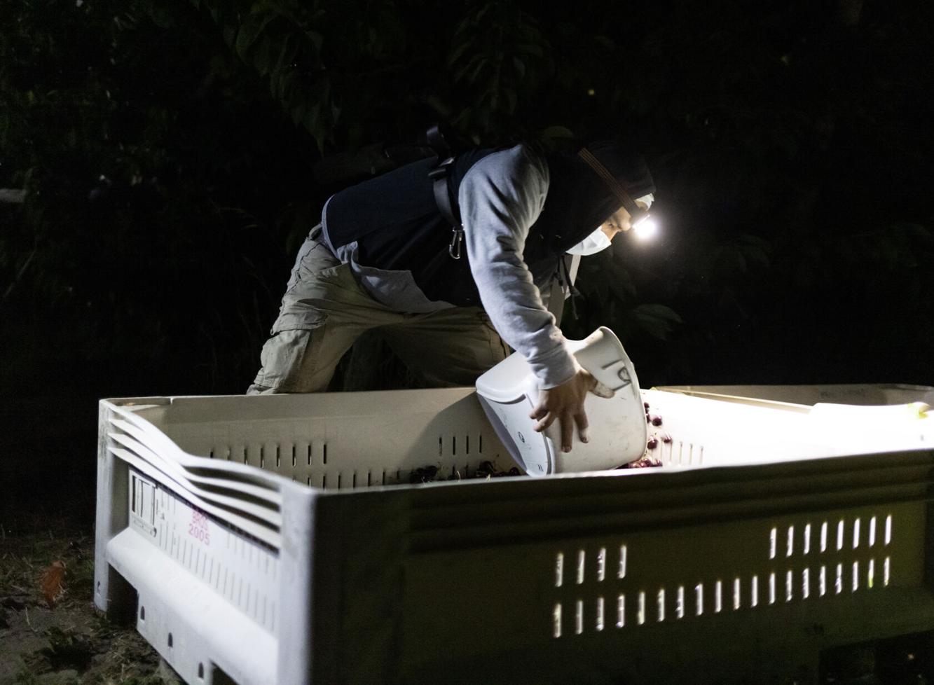 New regulations will lower wages for H-2A farmworkers | Business ...