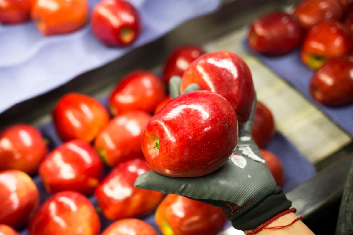 Photos: Borton Fruit expands its operations | News Photos ...