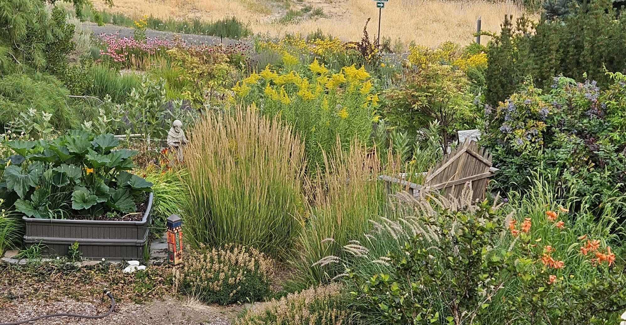 Master Gardeners: Grasses: The long and short of it | Home And Garden ...