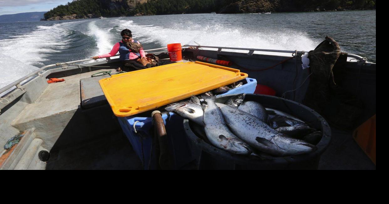 Fish-farming company offered money for Lummi Nation’s silence about net ...