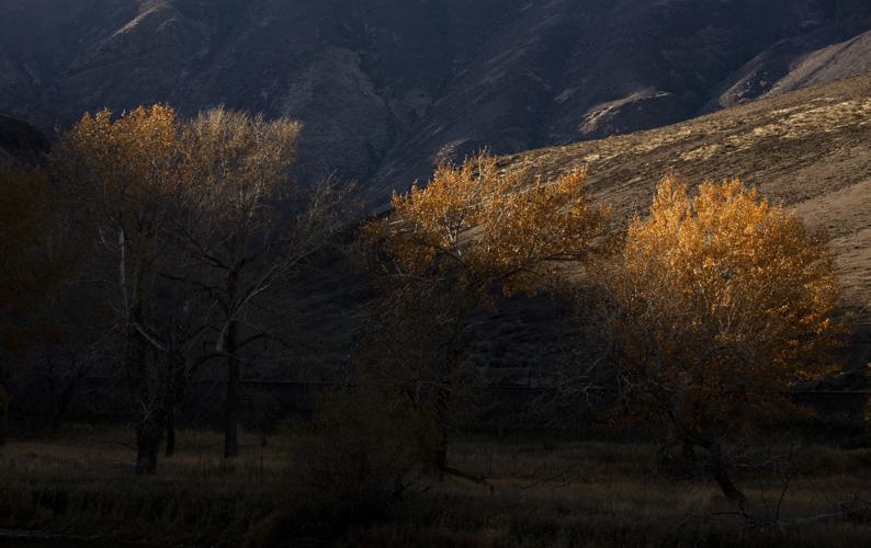 Photos: Fall foliage in Yakima County | Photos and Videos ...