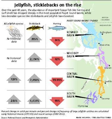 Prime fish give way to hordes of jellyfish | | yakimaherald.com
