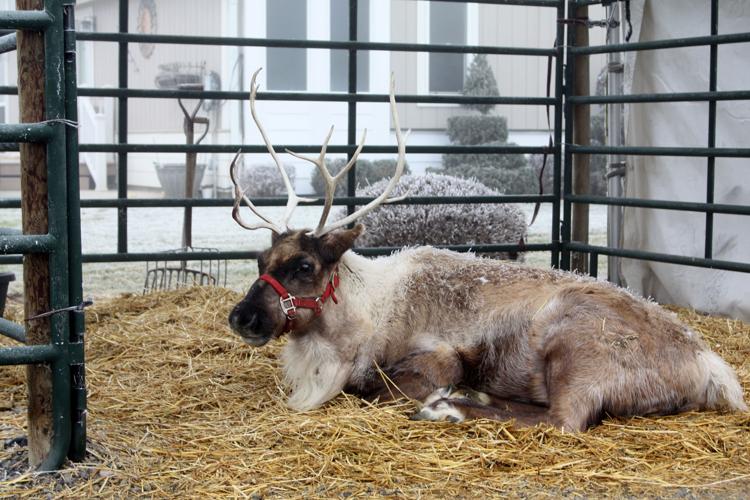 Popularity of customer-cut Christmas trees brought an early end to ...