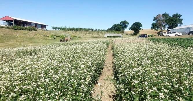 Yakima County Master Gardeners: Don’t go bare — cover it up! Or, why ...