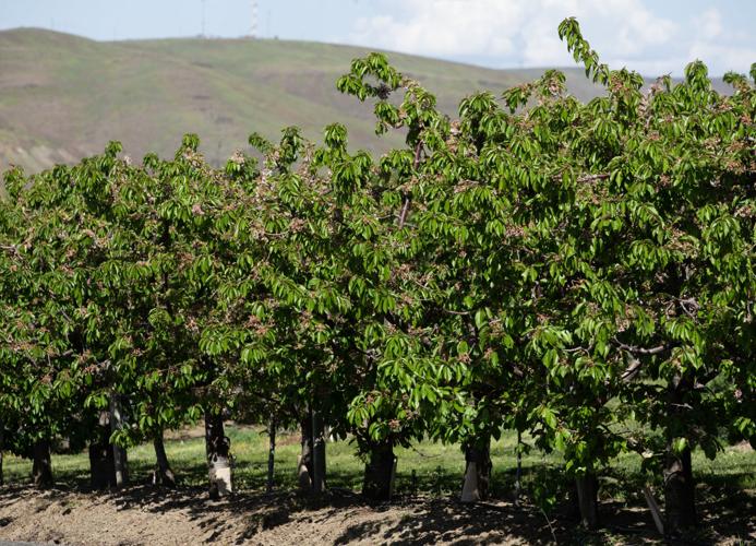 'Goldilocks' weather means late, but possibly better, cherry harvest in ...