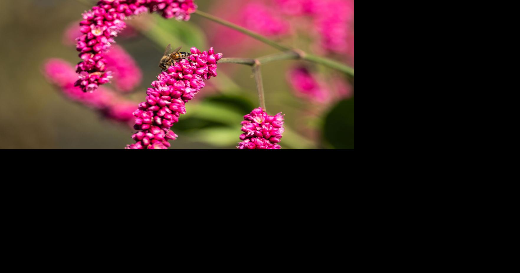 Carol Barany In the Garden: Loving Latin, and lovely Valentine annuals ...