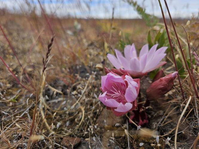 Wandering Central Washington: As tough as a flower | Explore Yakima ...