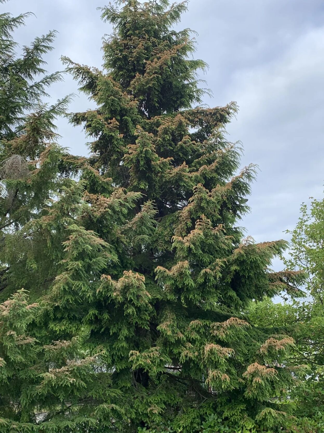 How extreme heat scorched Pacific Northwest’s evergreen trees ...