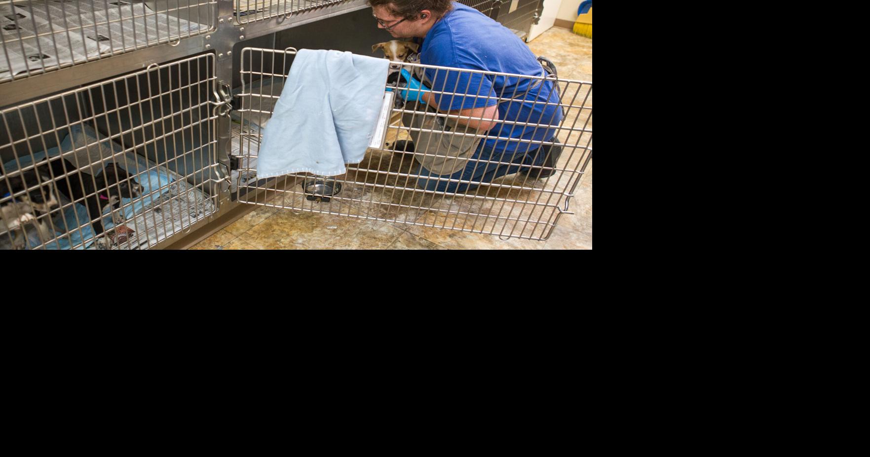 Yakima Humane Society seeks foster families to ease overcrowding at ...