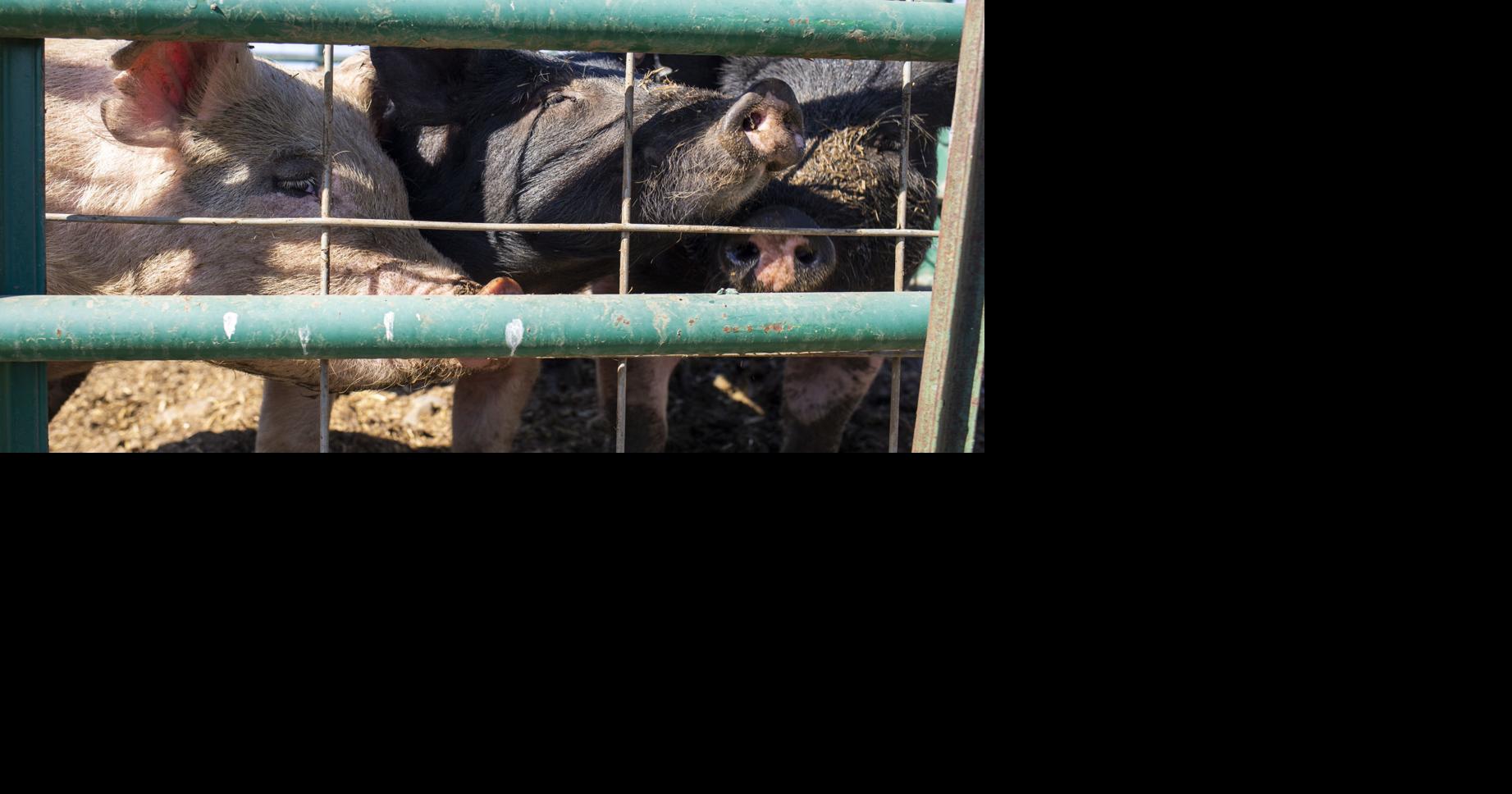 75th annual Central Washington Junior Livestock Show starts Sunday in ...
