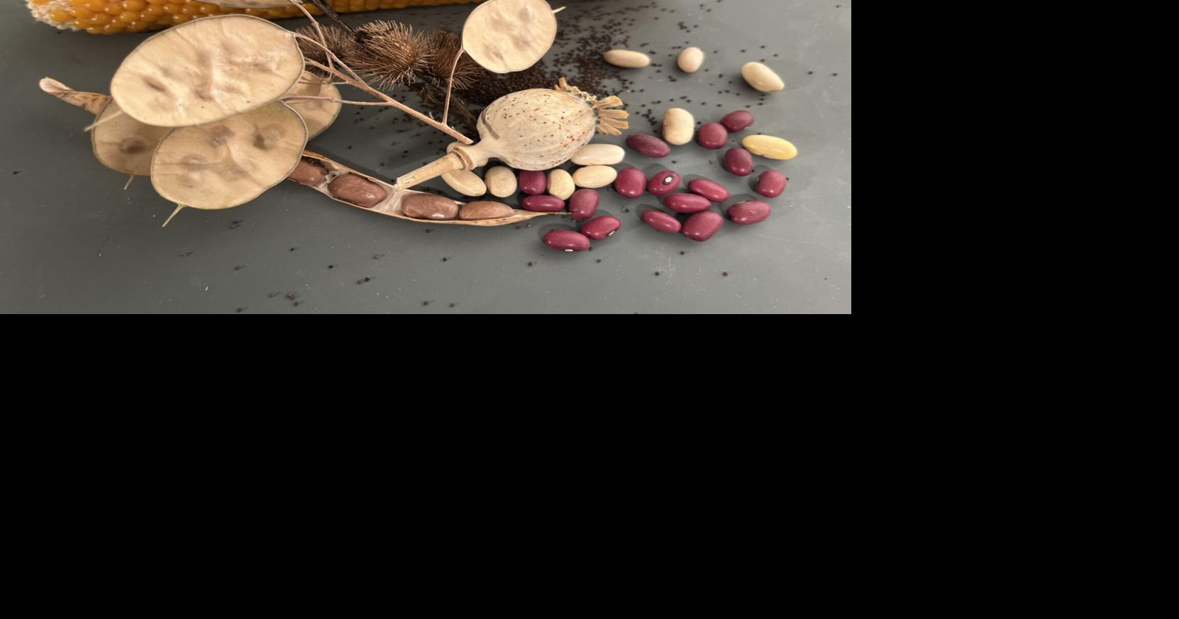 Barany in the garden: Seeds changed everything -- How plants conquered ...
