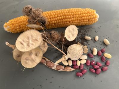Barany in the garden: Seeds changed everything -- How plants conquered ...