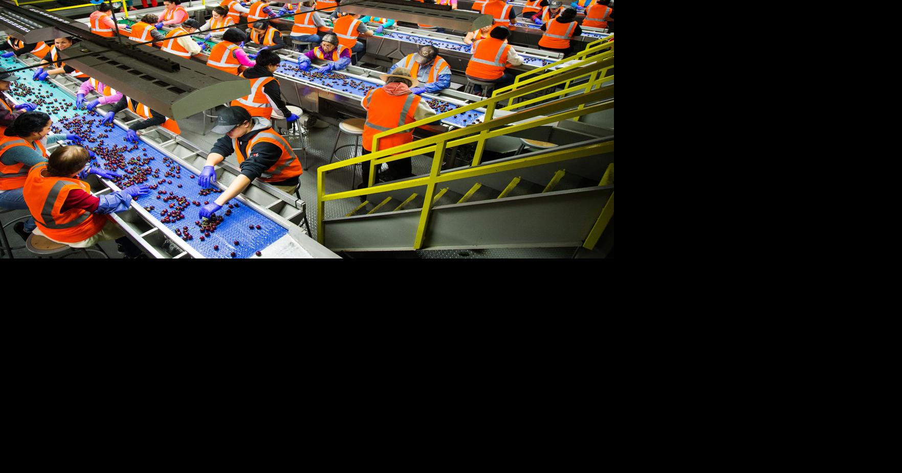 Crunching the cherry numbers: 2017 might be a record harvest | Local ...